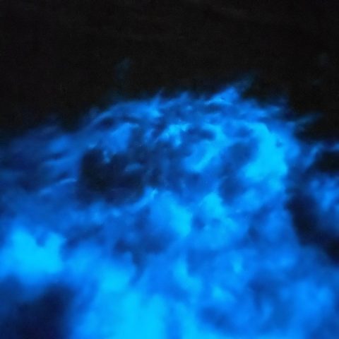 Bioluminescent Algae in the Indian River Lagoon