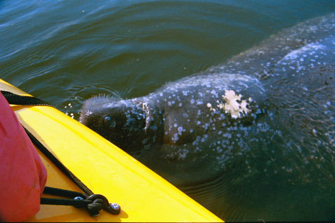 West Indian Manatee in the Indian River Lagoon and Banana River