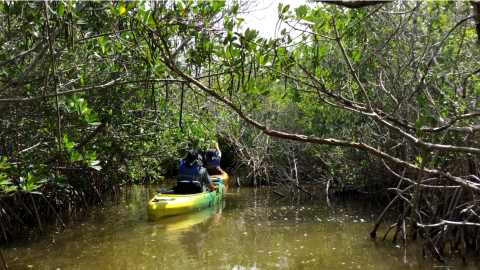 Kayaking in Cocoa Beach: A Journey Through the Thousand Islands with ...